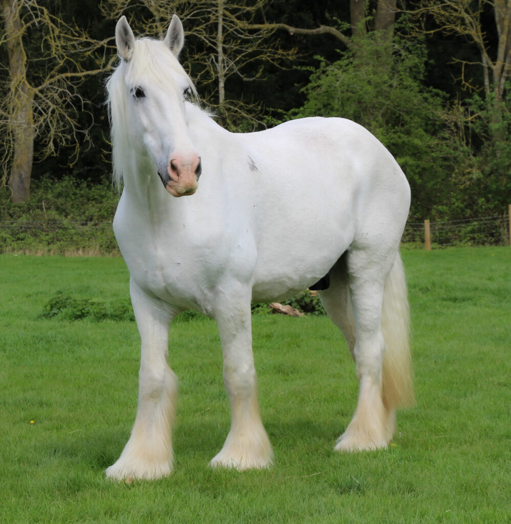 White Shire Horses Shire Horse Rescued From Cattle Grid In Cornwall